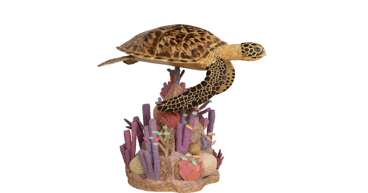 Baby Turtles with Josh Gluckstein - NMOQ