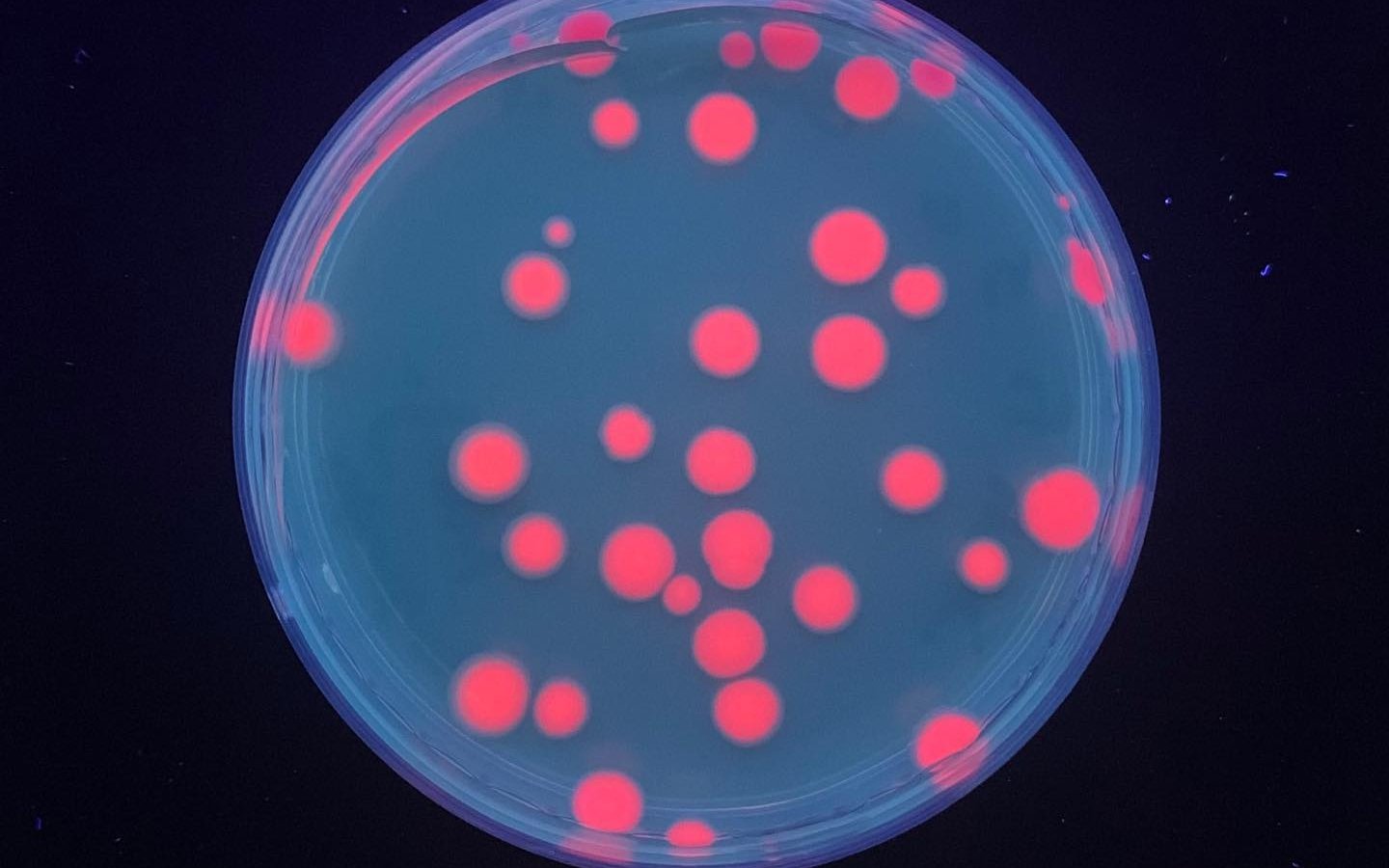 Studio 5 Summer Camp: BacteriArt with Amino - NMOQ