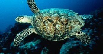 Turtles & Traditional Fishing Practices - NMOQ