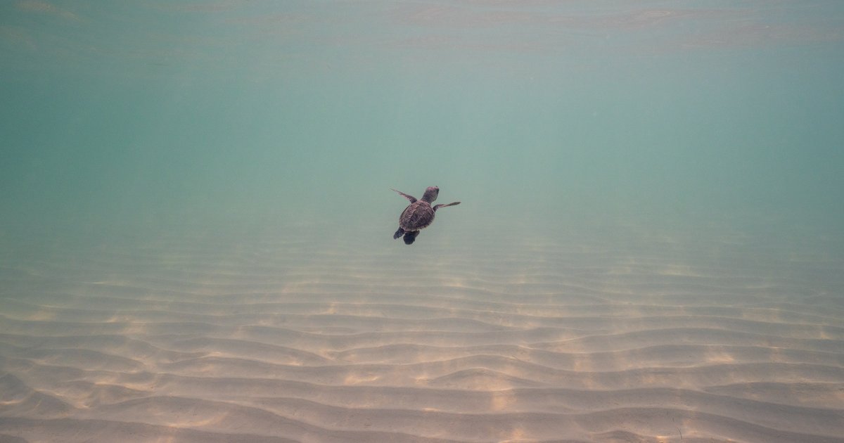 Turtles, the Qatar Marine Ecosystem and Traditional Fishing Practices ...